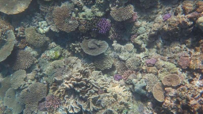 Ocean acidification slowing coral reef growth | People°s Weather