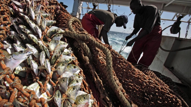 How Our Favorite Fish Could Recover in a Decade | People°s Weather