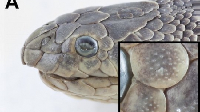 Sea snakes have extra sense for water living | People°s Weather