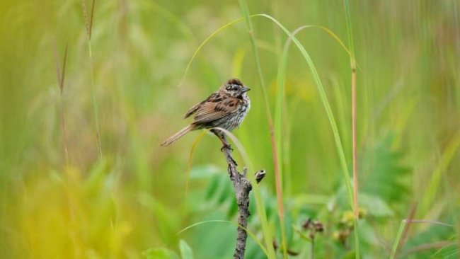 Survey captures global picture of air pollution's effects on birds ...
