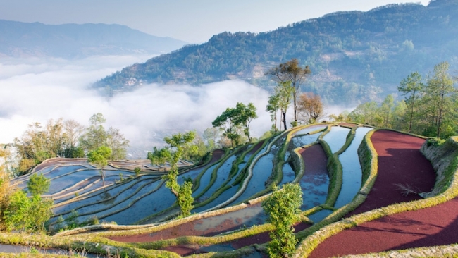 Chinese Scientists Develop Saltwater Rice That Could Feed Over 200 ...
