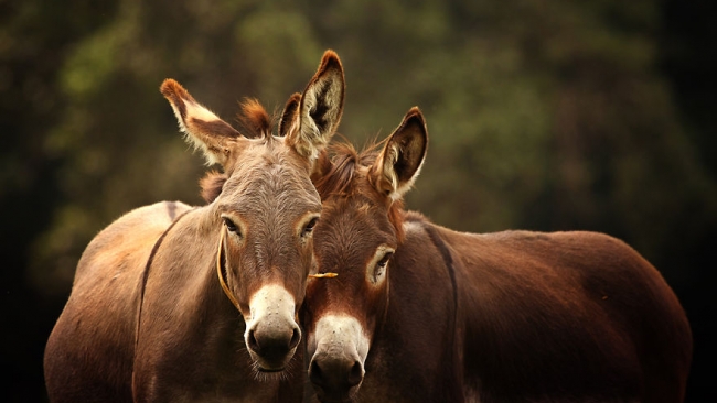 Donkeys are clever, curious, playful, friendly, sometimes naughty ...