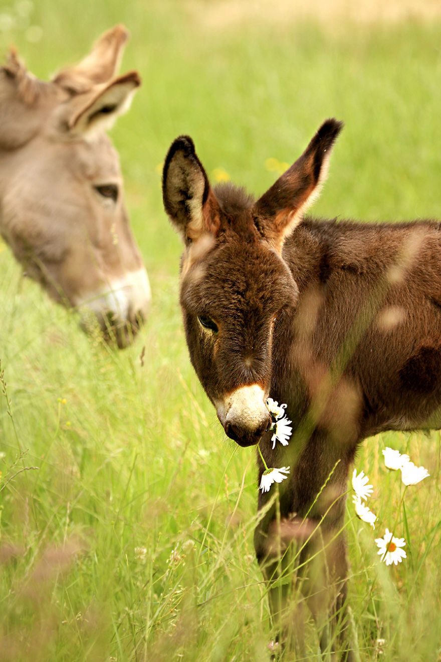 Donkeys are clever, curious, playful, friendly, sometimes naughty ...